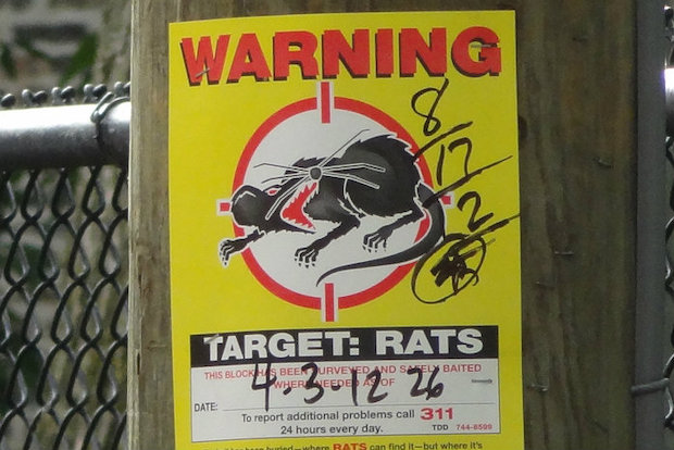 With Rat Reports Nearly Double Last Year's, City Says 'Don't Feed The ...