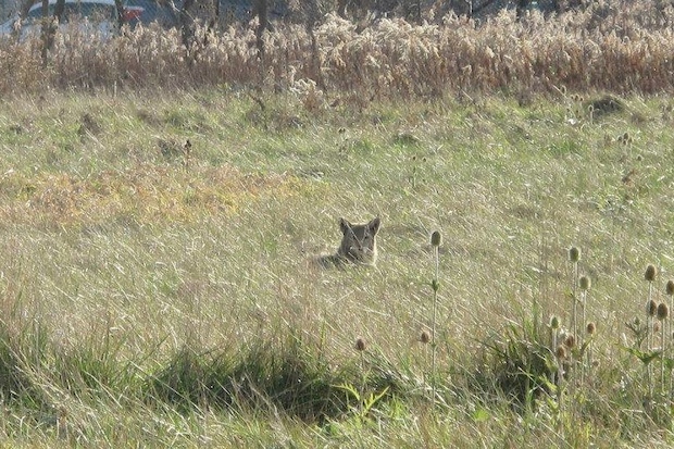 Take A Free Guided Tour Of the Dunning-Read Conservation Area On ...