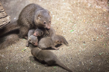 Baby Piglets, Mongoose Pups Born at Lincoln Park Zoo - Lincoln Park ...