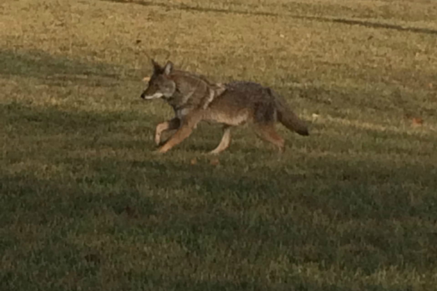 Chicago's Coyotes Should Be Left Alone, Not Harassed, Council Proposal ...