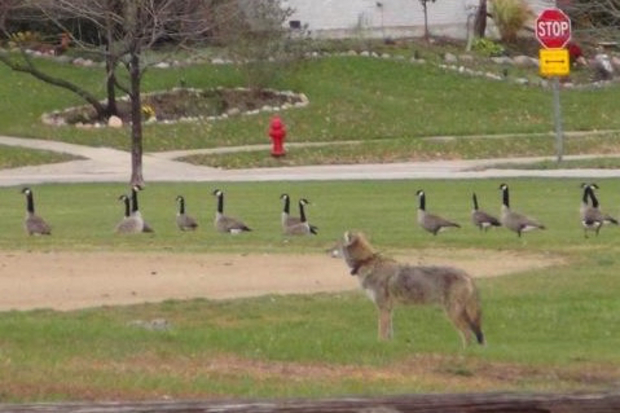 Coyotes In Chicago Have It Good, Experts Say In Urging City To Ignore ...