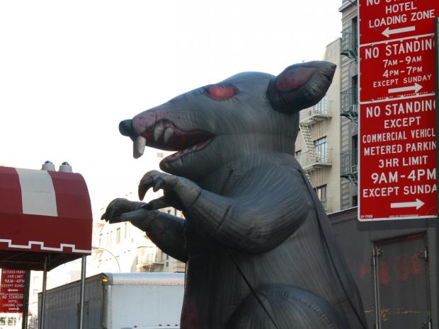 Court Clerk Who Recorded Top Judges Sues Over Rat Placed Outside ...
