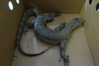 Brownsville - 4-Foot Lizard in Brownsville Tops Strange Animal Rescues ...