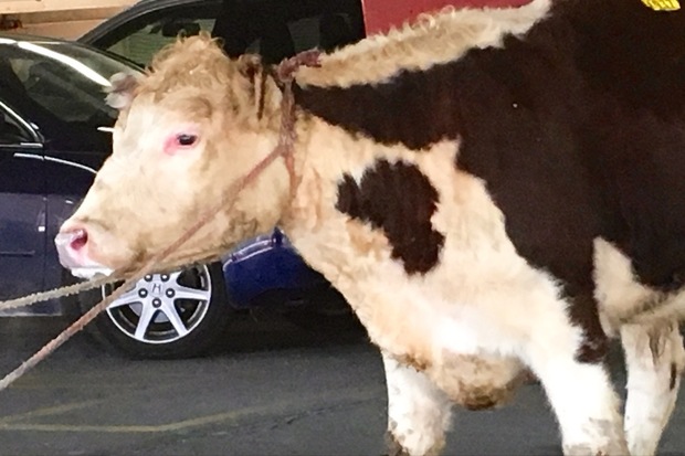 TIMELINE: How Freddie the Cow Managed To Save His Own Life - Jamaica ...