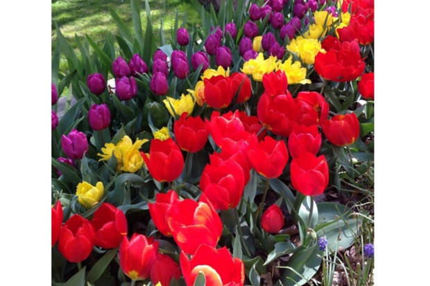 Where to See Tulips Blooming on the Upper West Side - Upper West Side ...