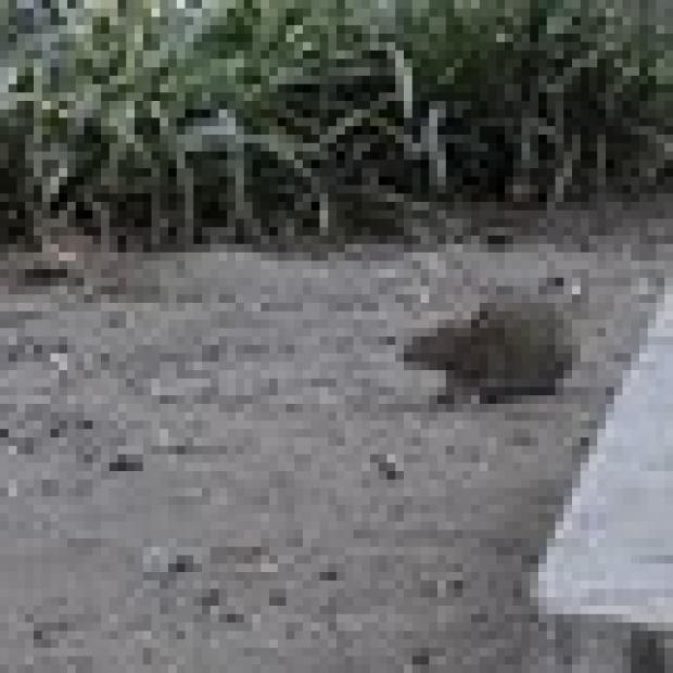 Google Maps? Call it Google Rats as City Goes High-Tech to Track Vermin ...