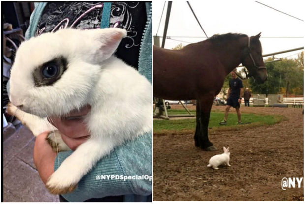 'Bandit' the Rabbit Becomes Honorary Member of NYPD's Mounted Unit ...