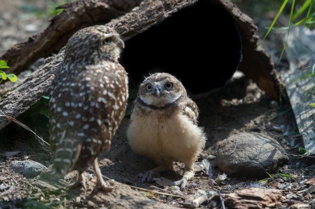 PHOTOS: Trio of Baby Burrowing Owls Hatch at the Queens Zoo - Corona ...