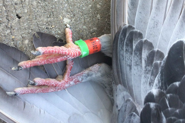 Racing Pigeons Among Birds That Meet Their Doom Against City's ...
