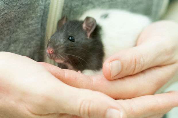 Should Chicago's Rats Be Killed Or Protected? - Downtown - Chicago ...