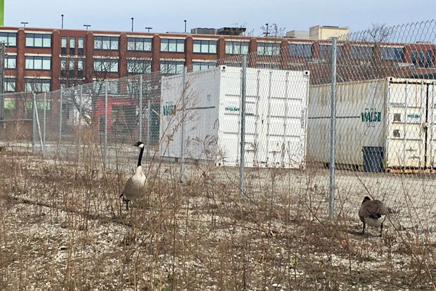 Goose Island Is Filled With Geese Right Now, Which Makes Sense - Old ...