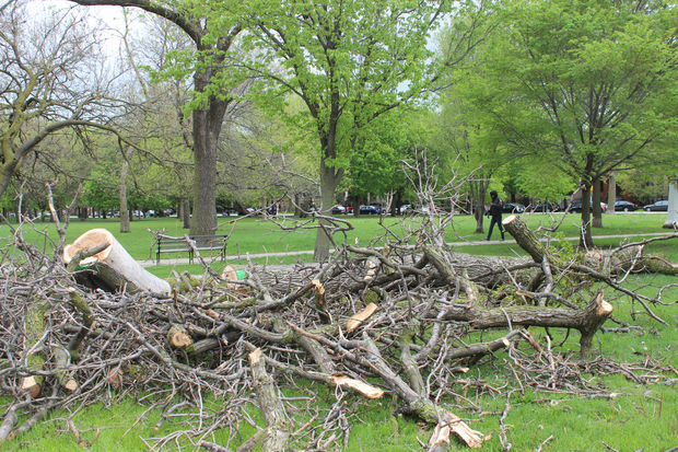 Palmer Sq. Park Loses Healthy Trees Community Planted During Ash Borer ...