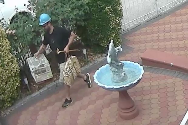 Bird Bandit Snatches 2 Cockatiels, Cash And Cologne from Home, NYPD ...