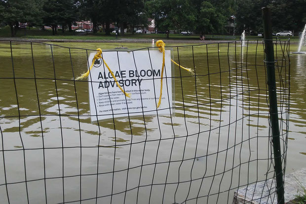 Stinky Flushing Pond a Blight on Local Greenspace, Neighbors Say ...